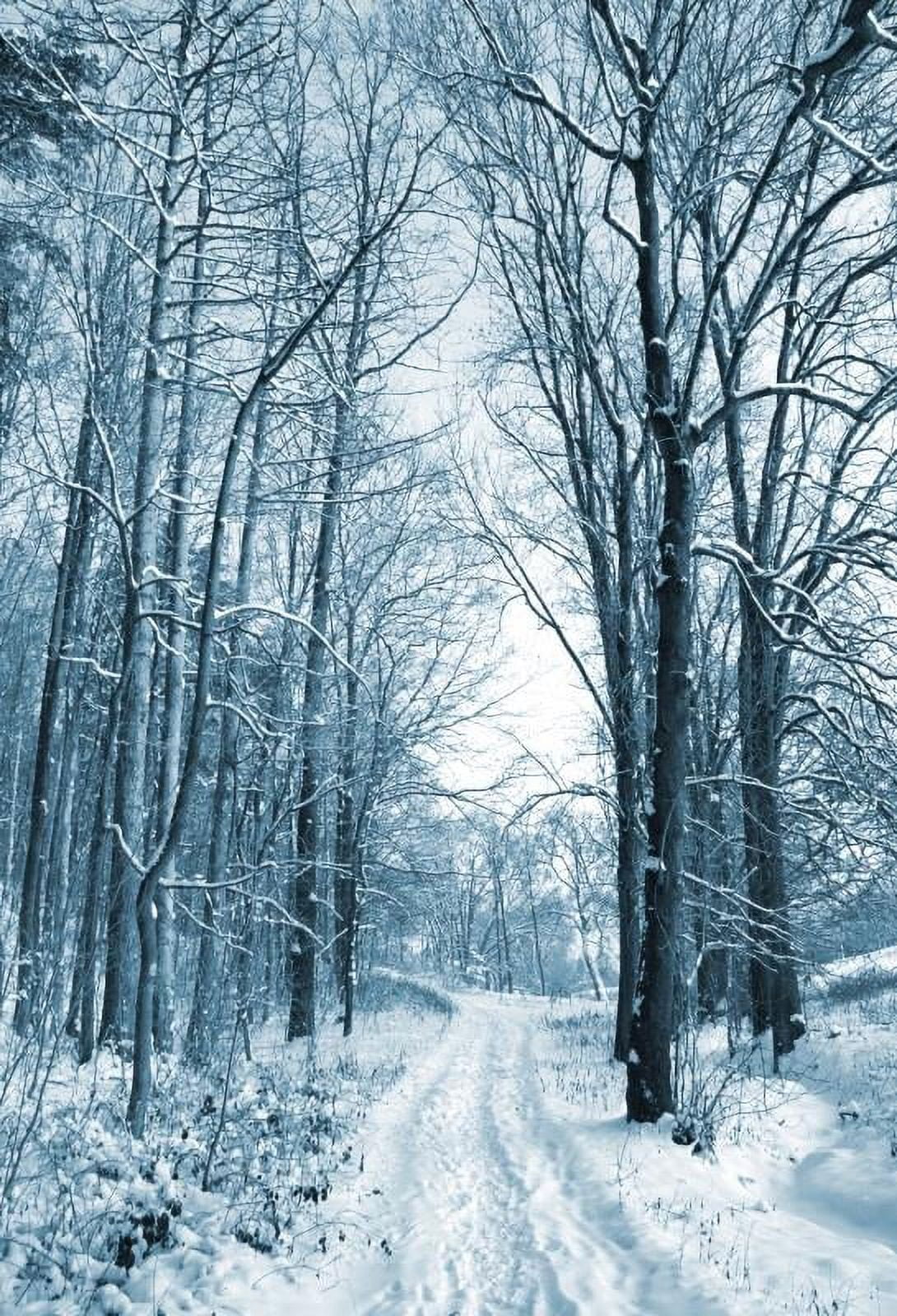 Winter Forest Wonderland Snow Natural Landscape Photographic Background ...