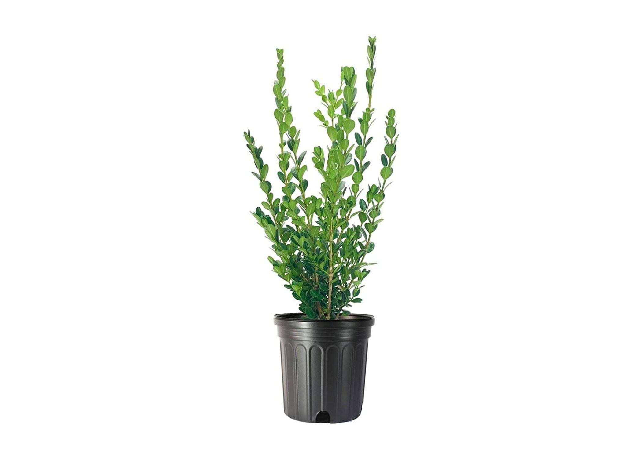 Winter Gem Boxwood 1 Large Gallon Size Plants Buxus Microphylla ...