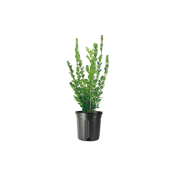 Winter Gem Boxwood 1 Large Gallon Size Plants Buxus Microphylla Japonica Fast Growing Cold Hardy ...