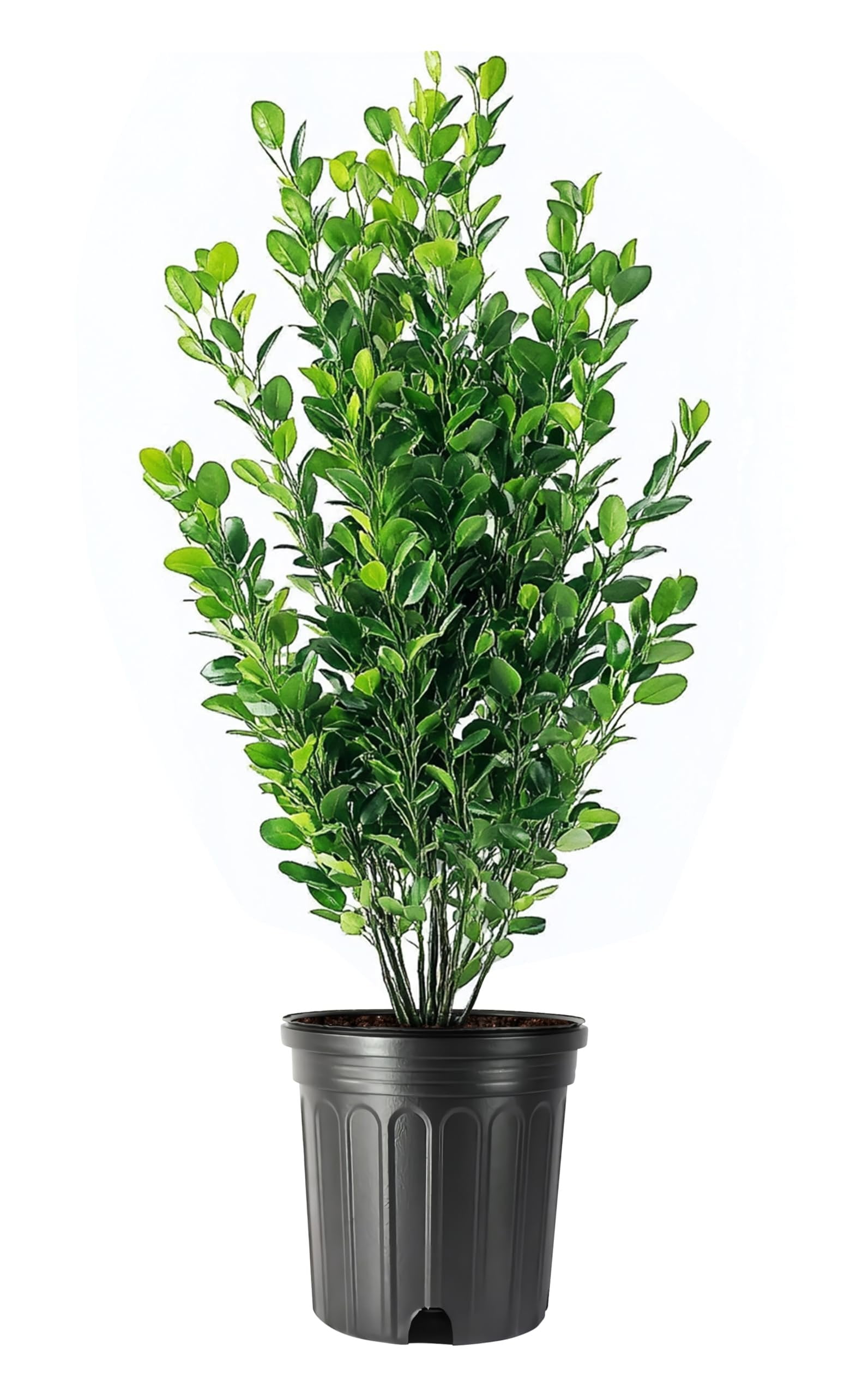 Winter Gem Boxwood 3 Large Gallon Size Plants Buxus Microphylla ...