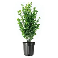 Crape Myrtle Red Rocket 3 Extra Large 3 Gallon Plants Vivid Scarlet ...