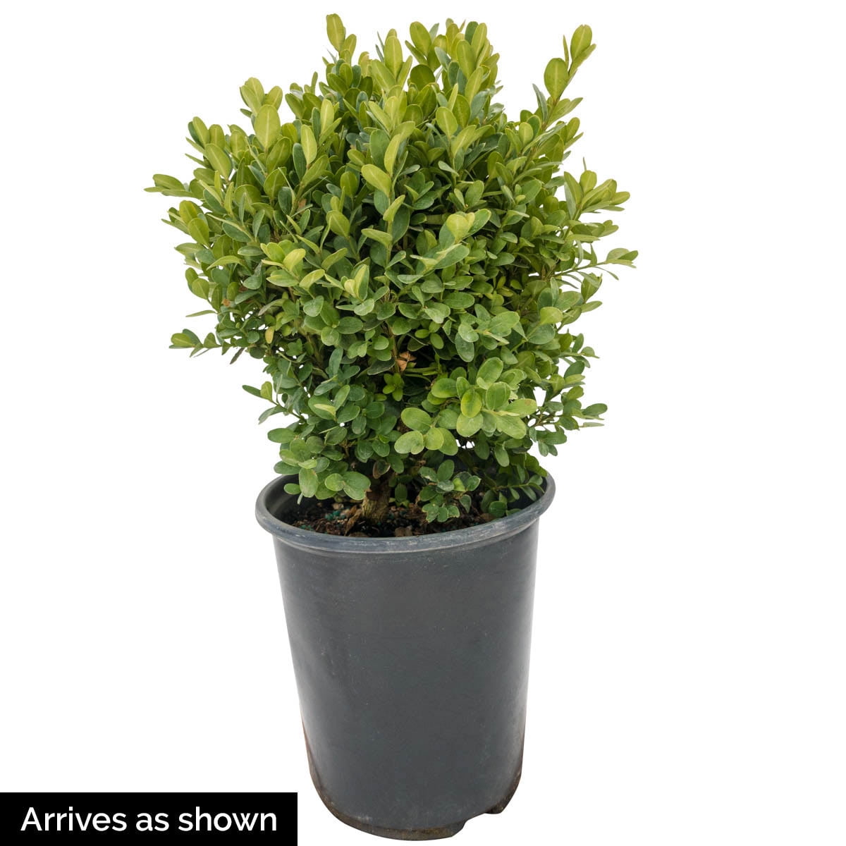 Winter Gem Boxwood Broadleaf Evergreen Shrub, grown in a 2.50 quart pot ...