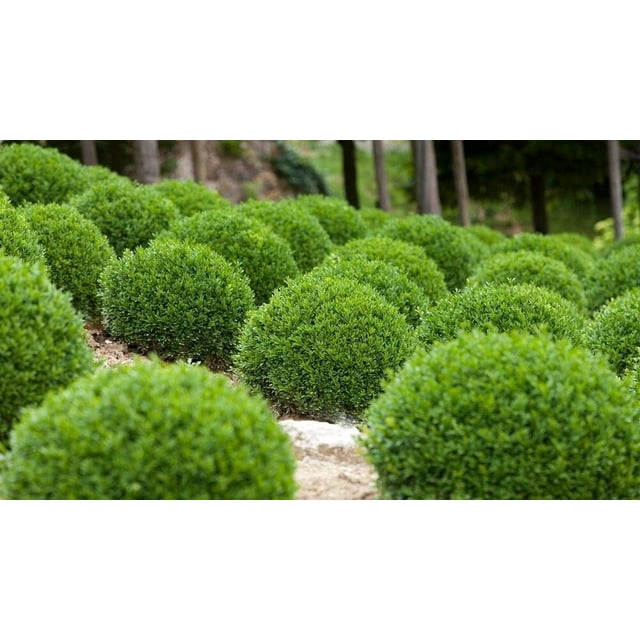 Winter Gem Boxwood | Live Plants 2" Pot Size | Buxus Microphylla ...