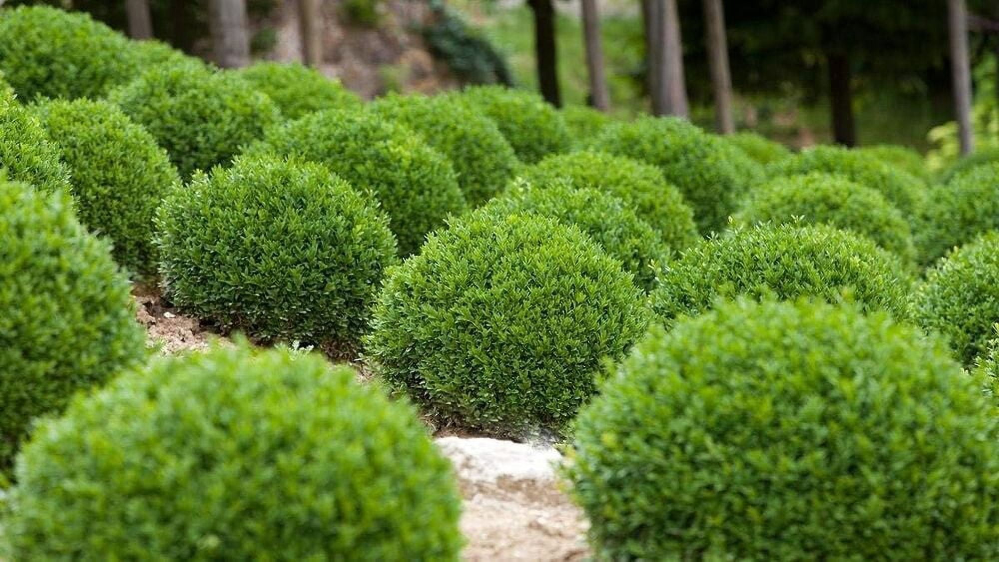 Winter Gem Boxwood | Live Plants 2" Pot Size | Buxus Microphylla ...