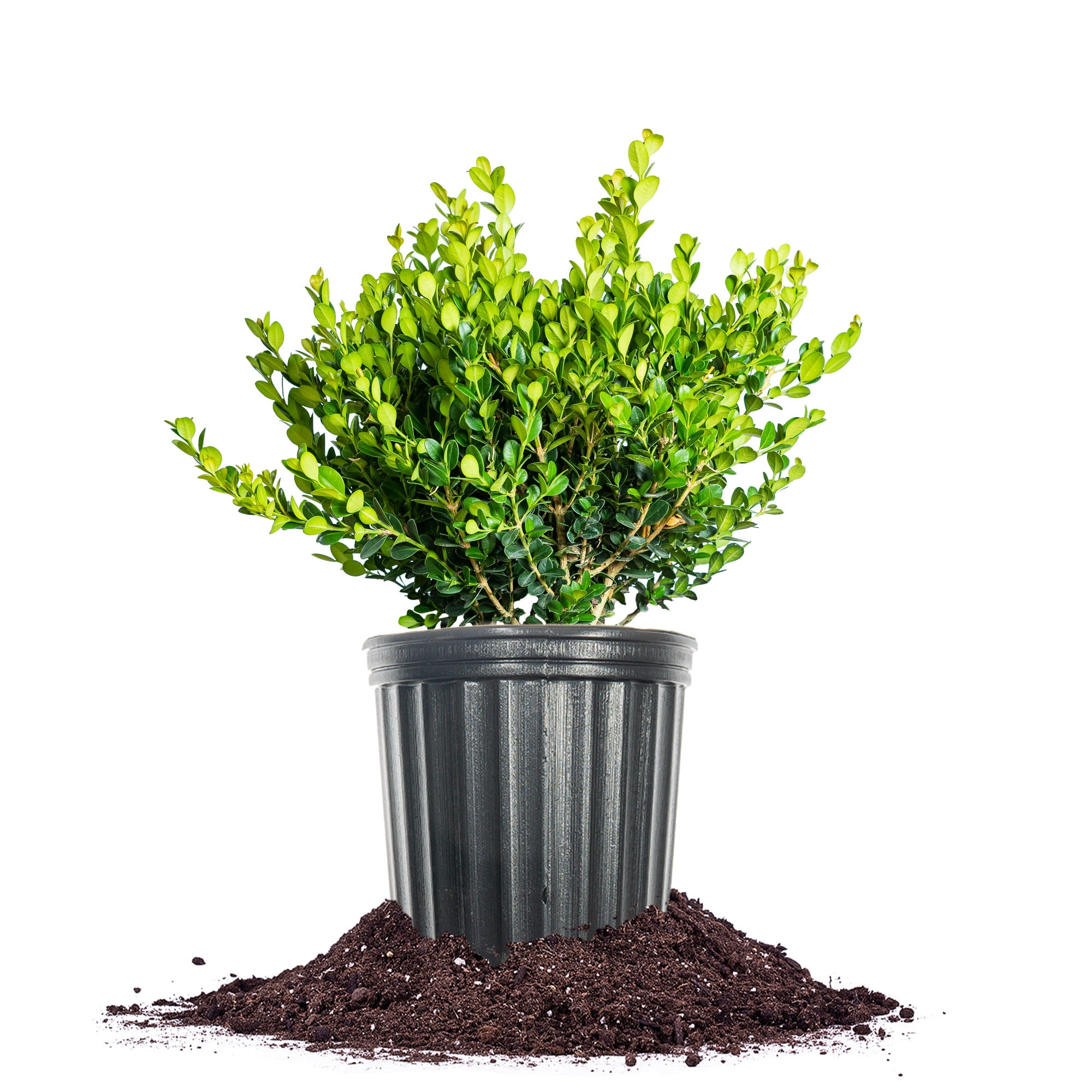 Winter Gem Boxwood Shrub - Walmart.com