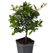 Malika Dwarf Cold Hardy MANGO TREE GRAFTED (2-4 Feet Tall) - Walmart.com