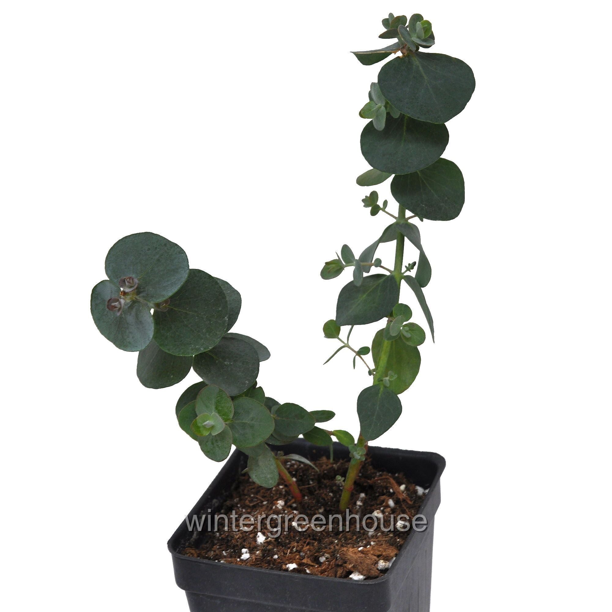 Winter Greenhouse Eucalyptus Pulverulenta Baby Blue 12" Blue-gray Plant ...