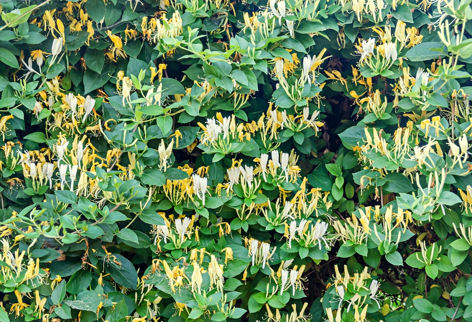 Winter Honeysuckle -10 Seeds - See Listing Below --Container Ornamental ...