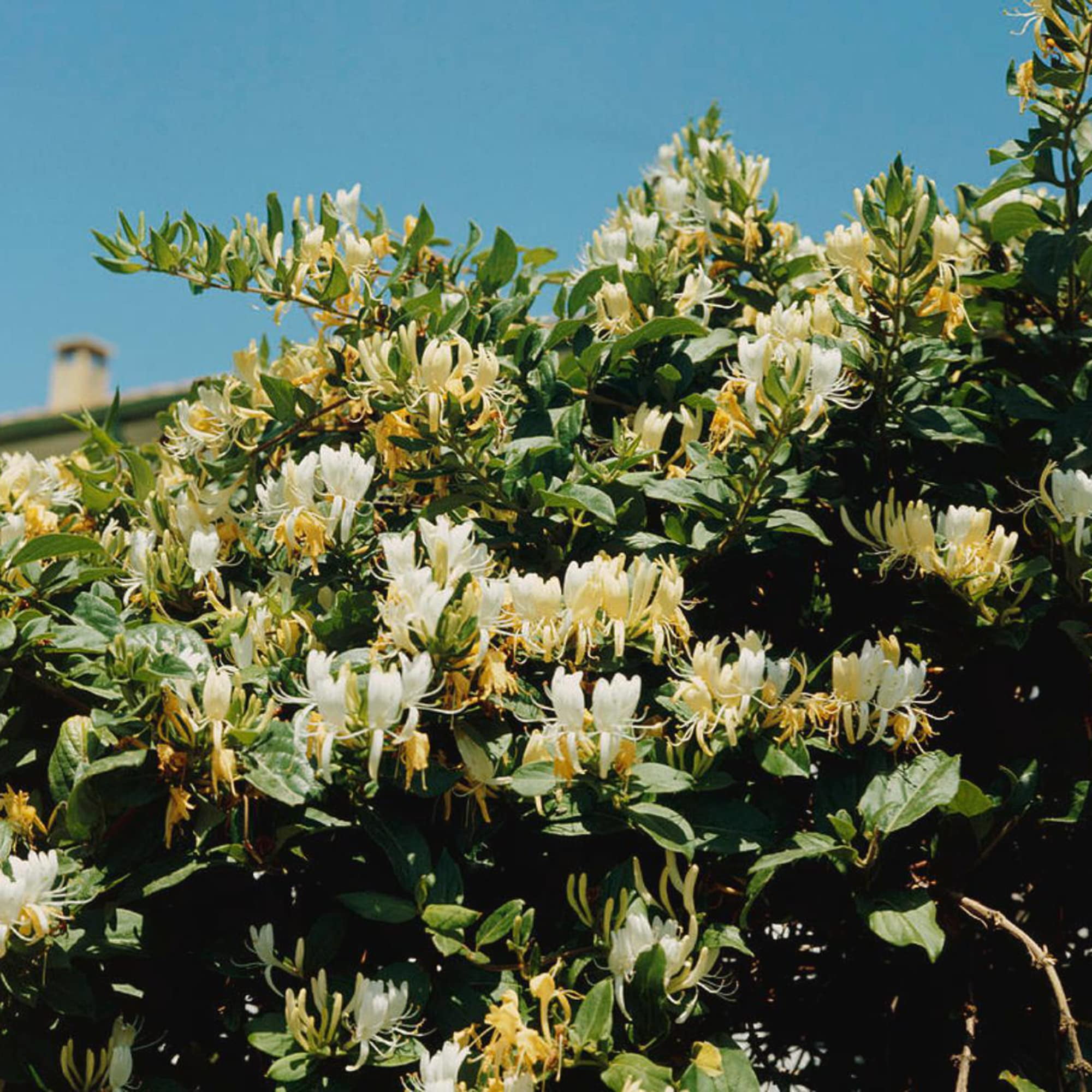 Winter Honeysuckle Seeds AJH3 Lonicera Fragrantissima Deciduous Shrub ...