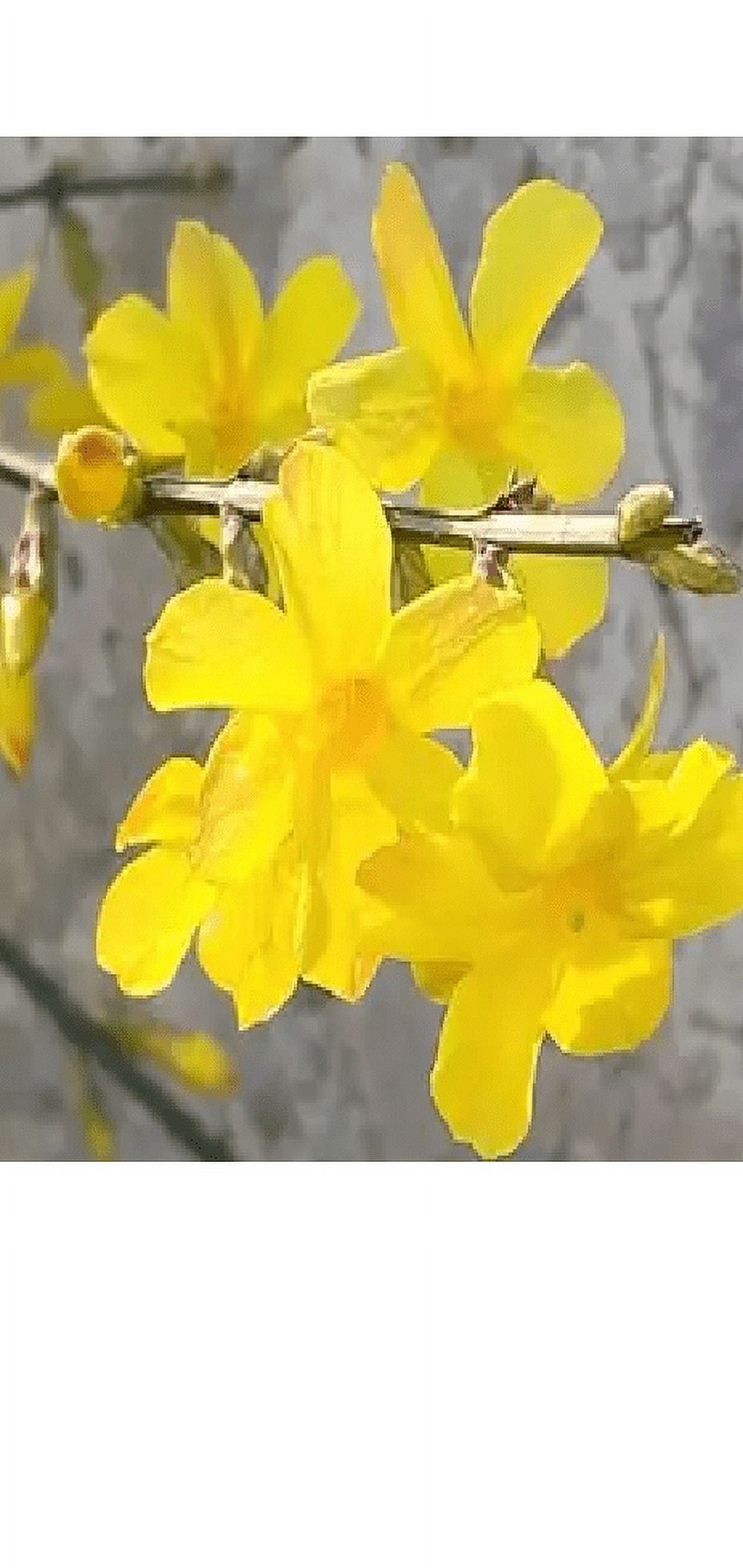 Winter Jasmine Live Plant 12-18" in Height in a #3 Container - Walmart.com
