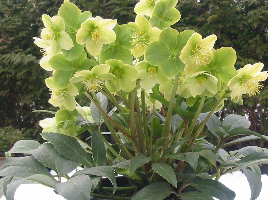 Winter Magic Snow Love Lenten/Christmas Rose - Helleborus - Shade Lover ...