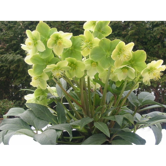 Winter Magic Snow Love Lenten/Christmas Rose - Helleborus - Shade Lover ...