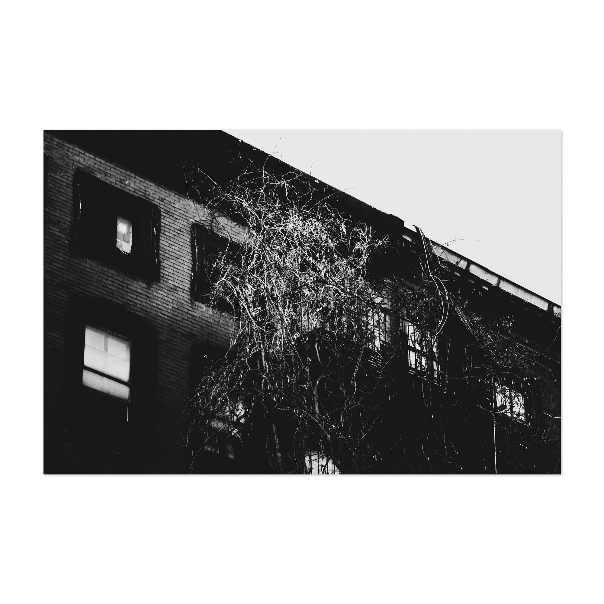 Winter Overgrowth - Manhattan New York Photography Unframed Wall Art ...