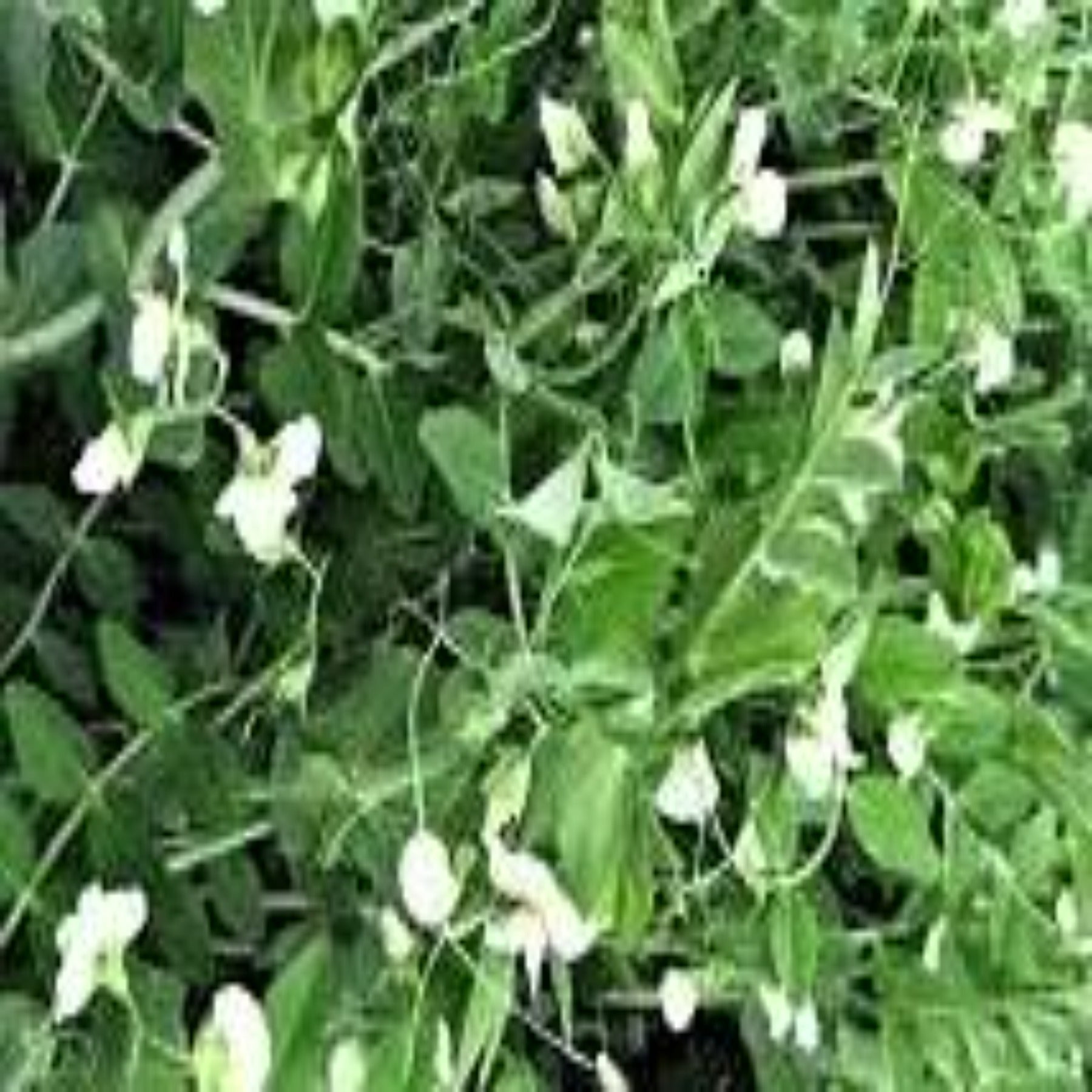 Winter Pea Cover Crop Seeds - Walmart.com
