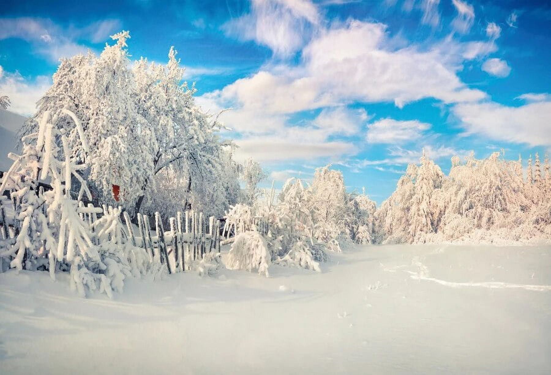 Winter Photophone Night Sky Moon Snow Forest Trees Family Portrait ...