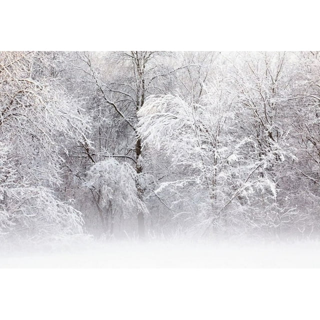 Winter Photophone Night Sky Moon Snow Forest Trees Family Portrait ...
