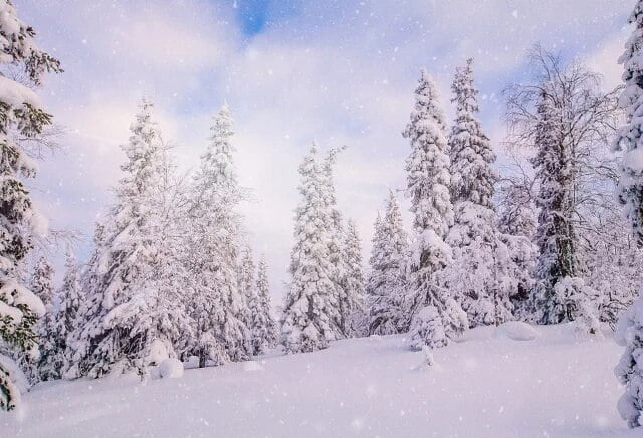 Winter Photophone Night Sky Moon Snow Forest Trees Family Portrait ...