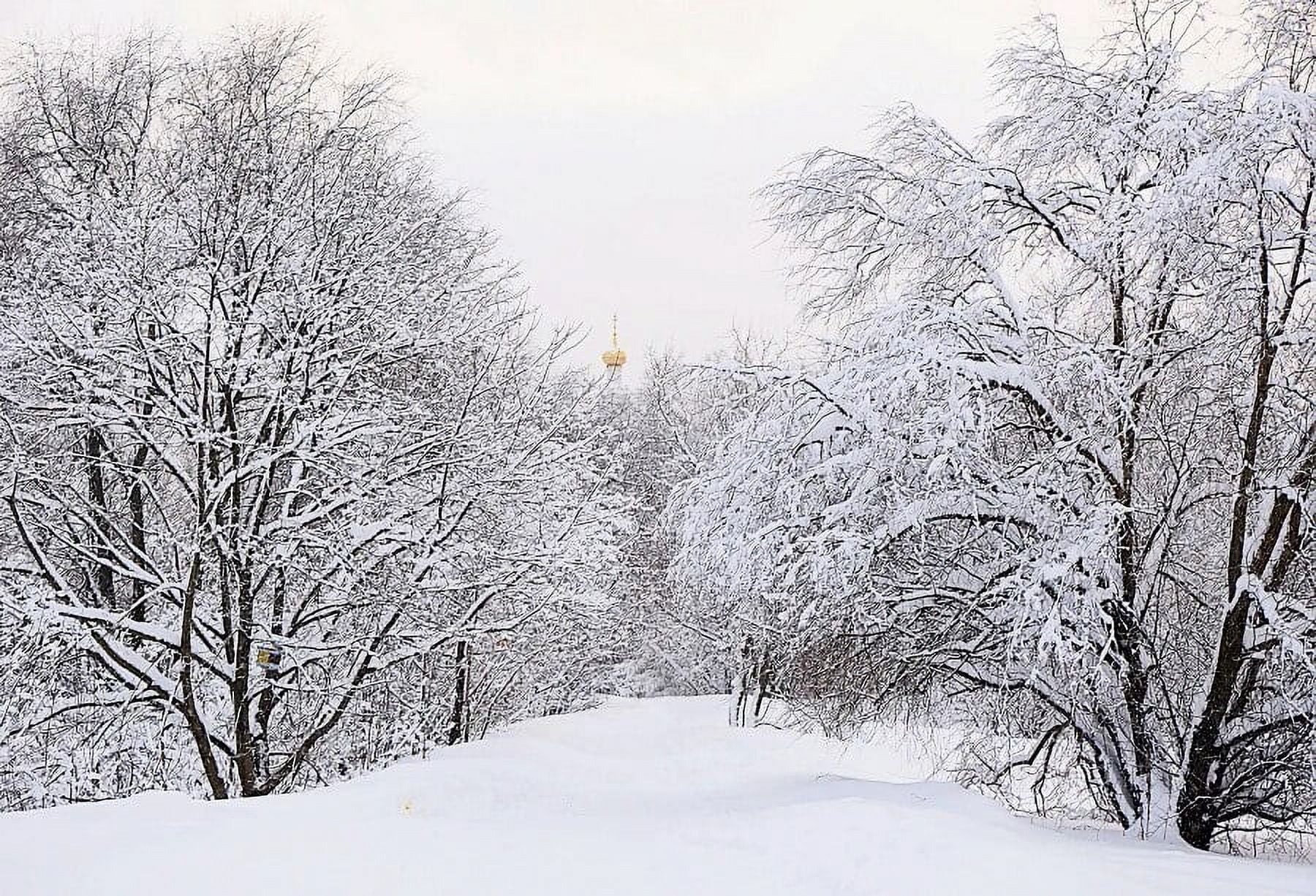Winter Photophone Night Sky Moon Snow Forest Trees Family Portrait ...