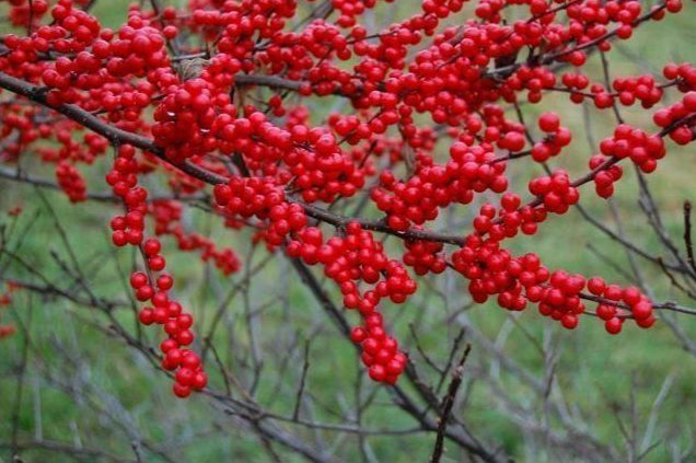 Winter Red' Winterberry 3 Gallon - Walmart.com