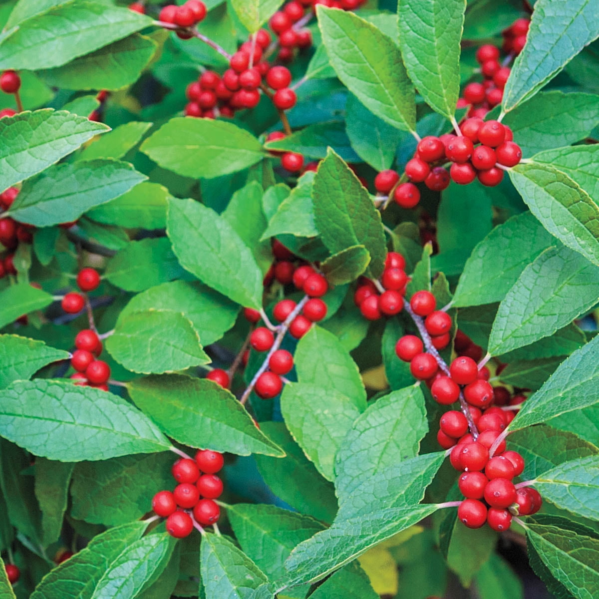 Winter Red Winterberry (Ilex), Deciduous Starter Plant grown in a 4 ...