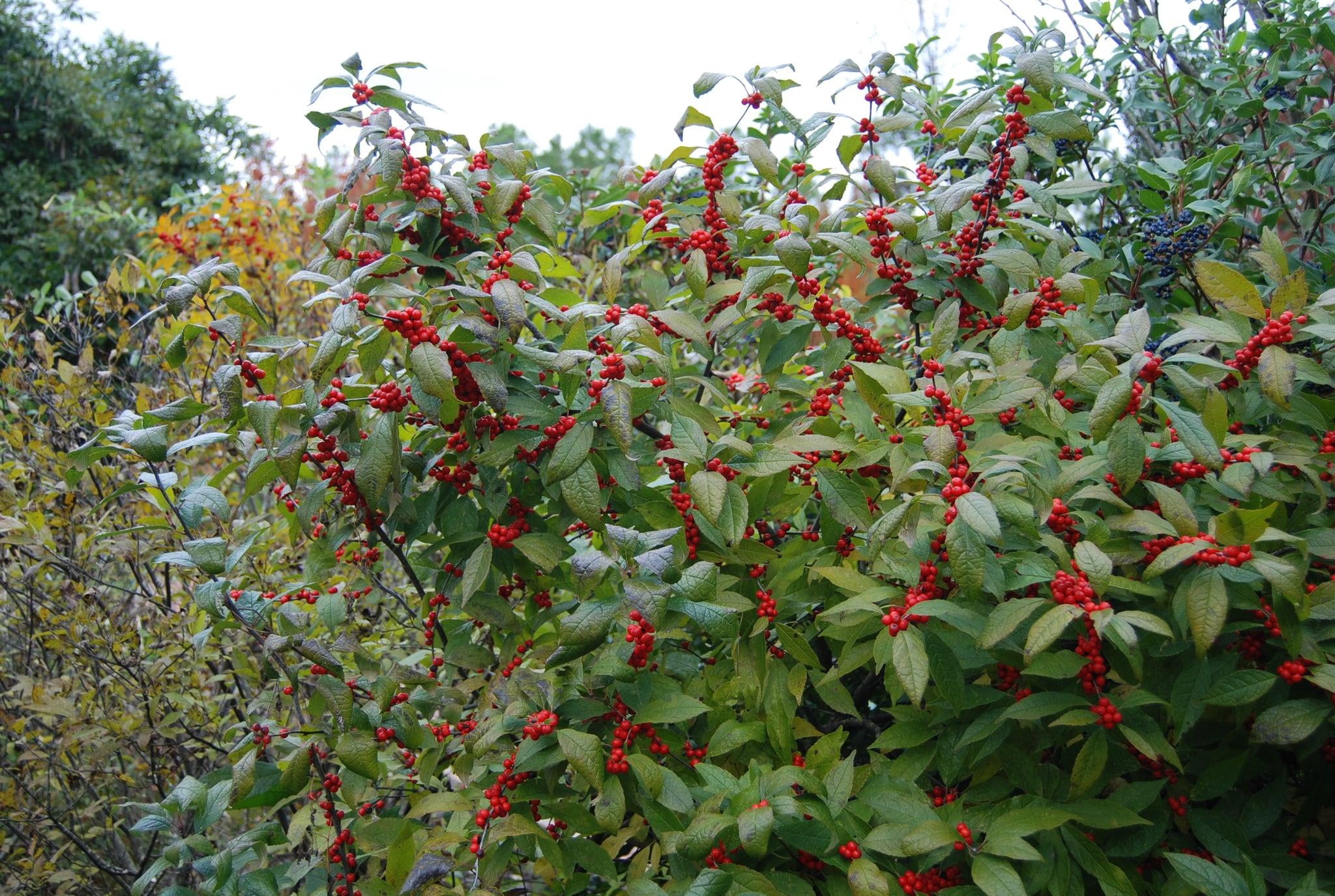RedCrocus Winterberry Ilex verticillata 'Winter Red' Bright Red Berries ...