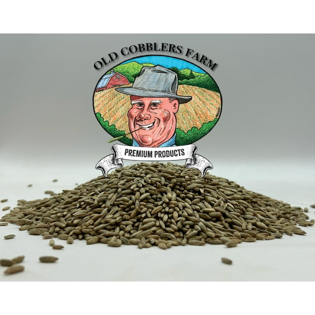 Winter Rye Grass Seeds Grass Seed Fall Ryegrass Seeds For Lawn No Plow ...