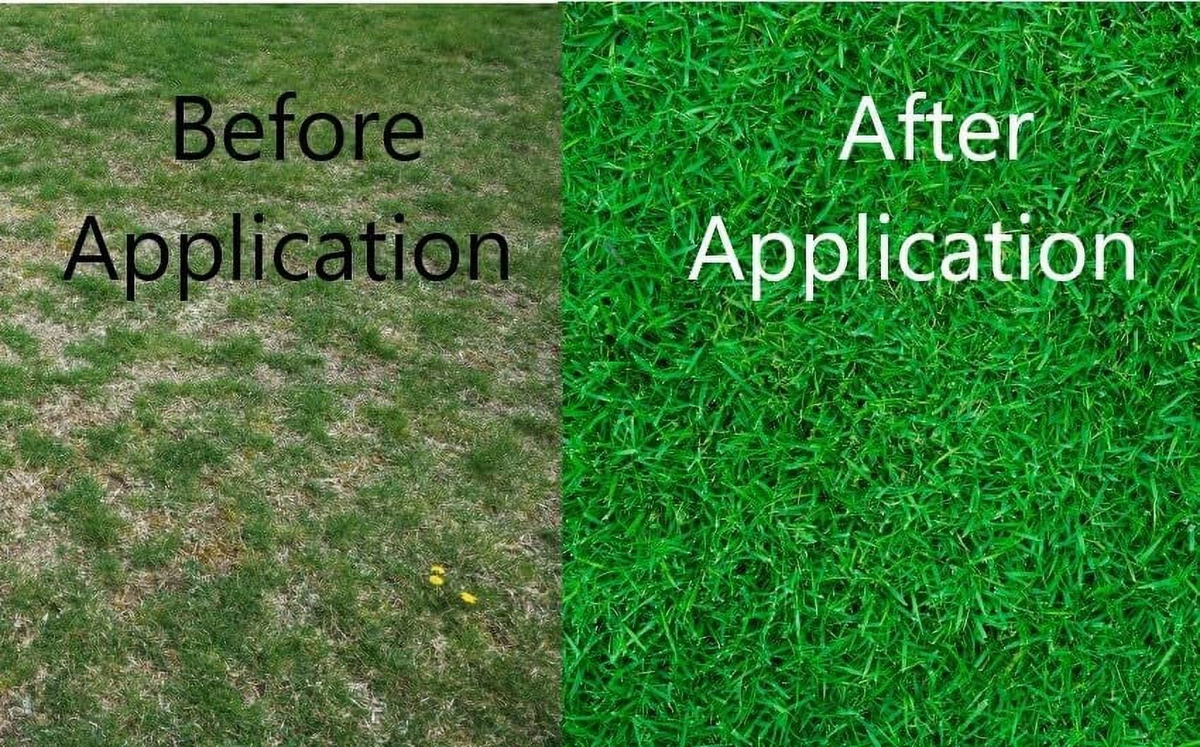 Winter Rye Grass Seeds Grass Seed Fall Ryegrass Seeds for Lawn No Plow ...