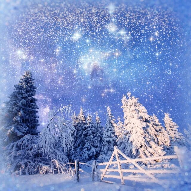 Winter Snow Forest Backdrop White Xmas Trees Wintry Scene Christmas New ...