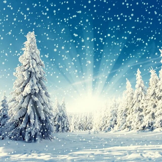 Winter Snow Forest Backdrop White Xmas Trees Wintry Scene Christmas New ...