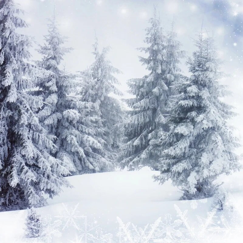 Winter Snow Forest Backdrop White Xmas Trees Wintry Scene Christmas New ...