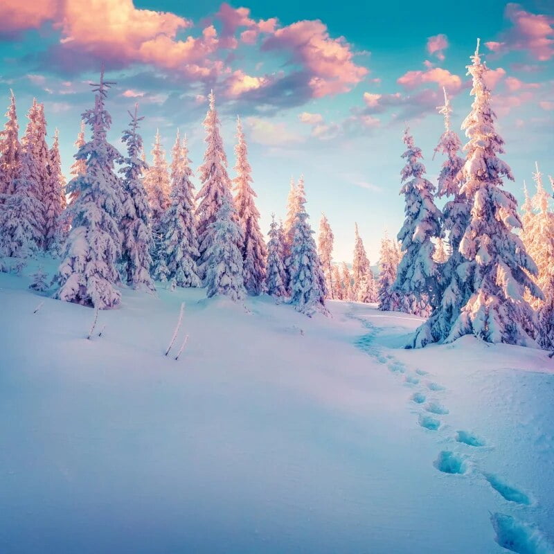 Winter Snow Forest Backdrop White Xmas Trees Wintry Scene Christmas New ...