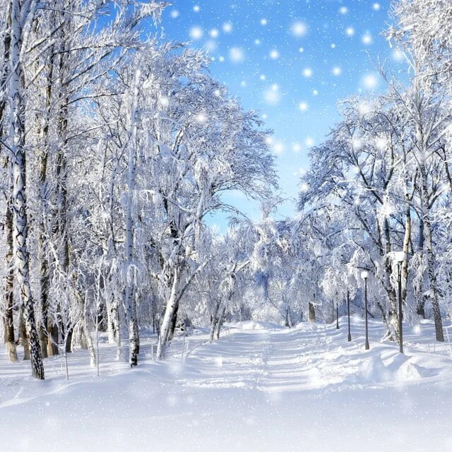 Winter Snow Forest Backdrop White Xmas Trees Wintry Scene Christmas New ...