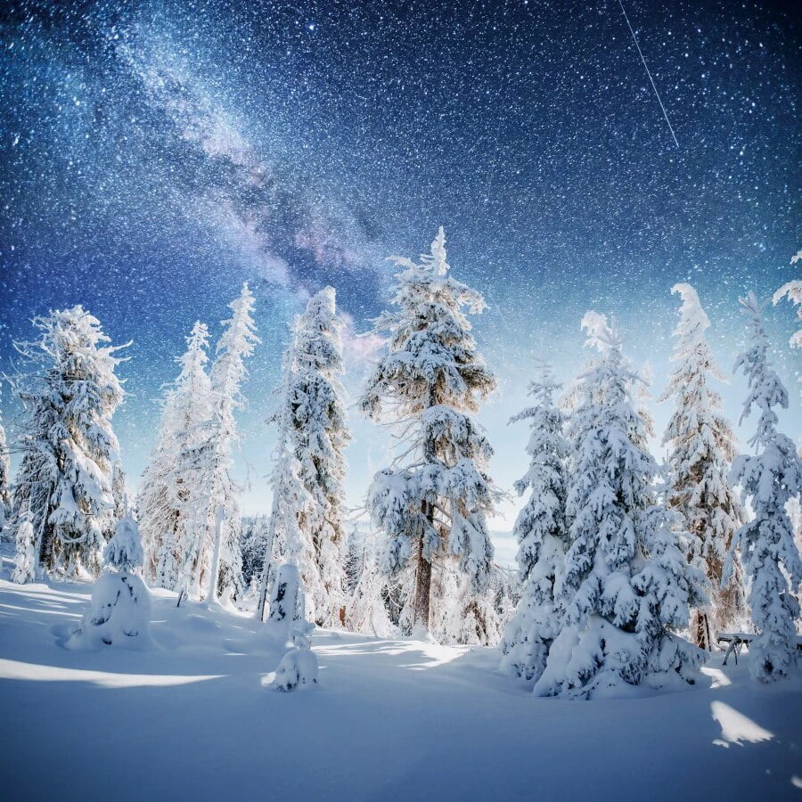 Winter Snow Forest Backdrop White Xmas Trees Wintry Scene Christmas New ...