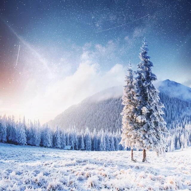 Winter Snow Forest Backdrop White Xmas Trees Wintry Scene Christmas New ...