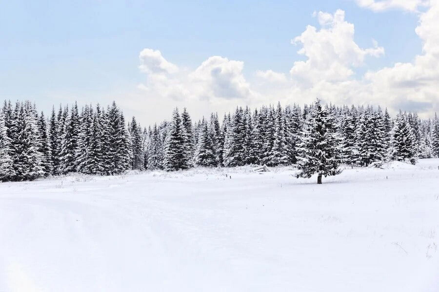 Winter Snow Landscape Photography Background Customize Forest Backdrop ...