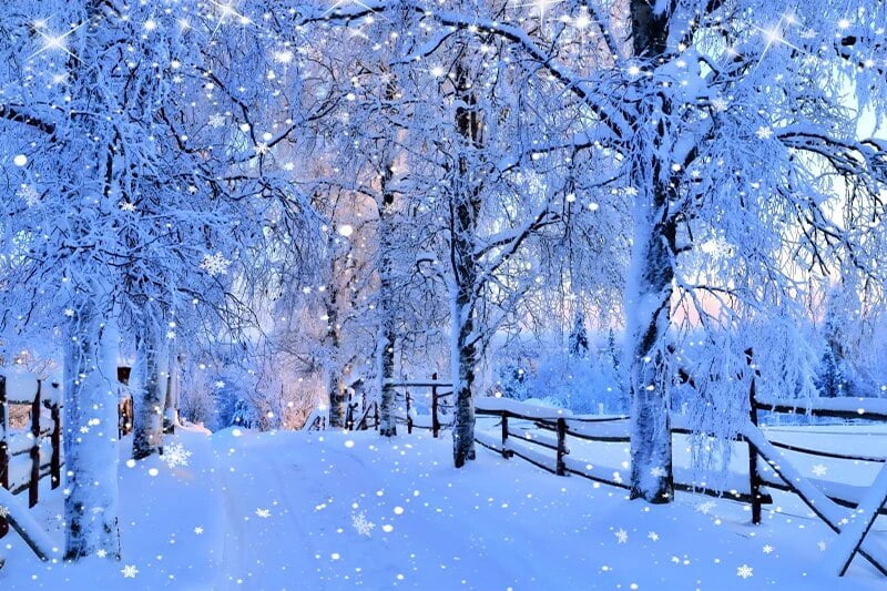 Winter Snow Scene Backdrop Night White Pine Forest Wonderland Natural ...