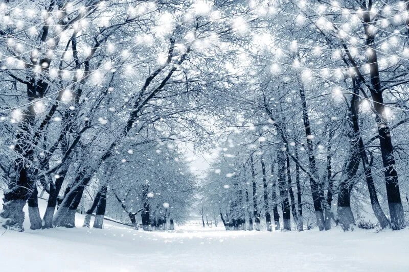 Winter Snow Scene Backdrop Night White Pine Forest Wonderland Natural ...