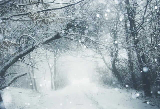Winter Snow Scene Backdrop Night White Pine Forest Wonderland Natural ...