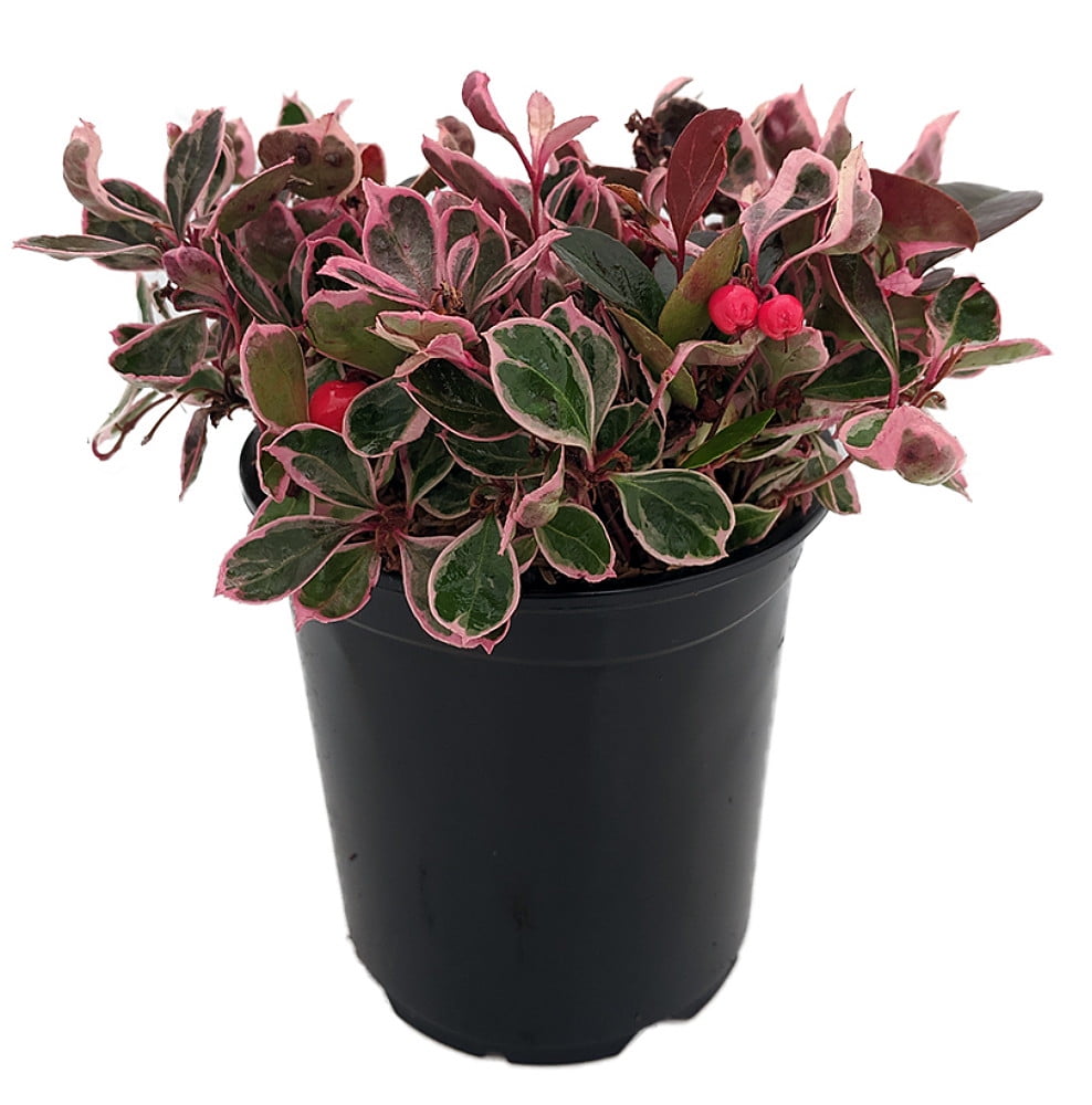 Winter Splash™ Wintergreen Plant - Gaultheria -Teaberry - 2.5" Pot ...
