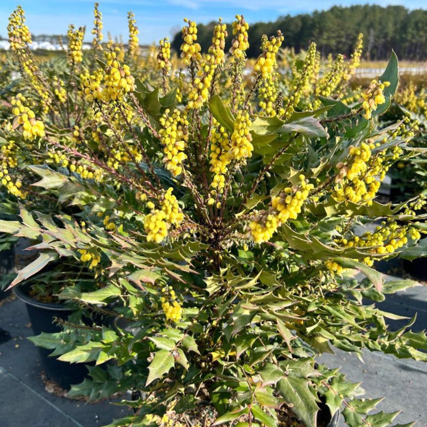 Mahonia Winter Sun - 3 gal - Walmart.com