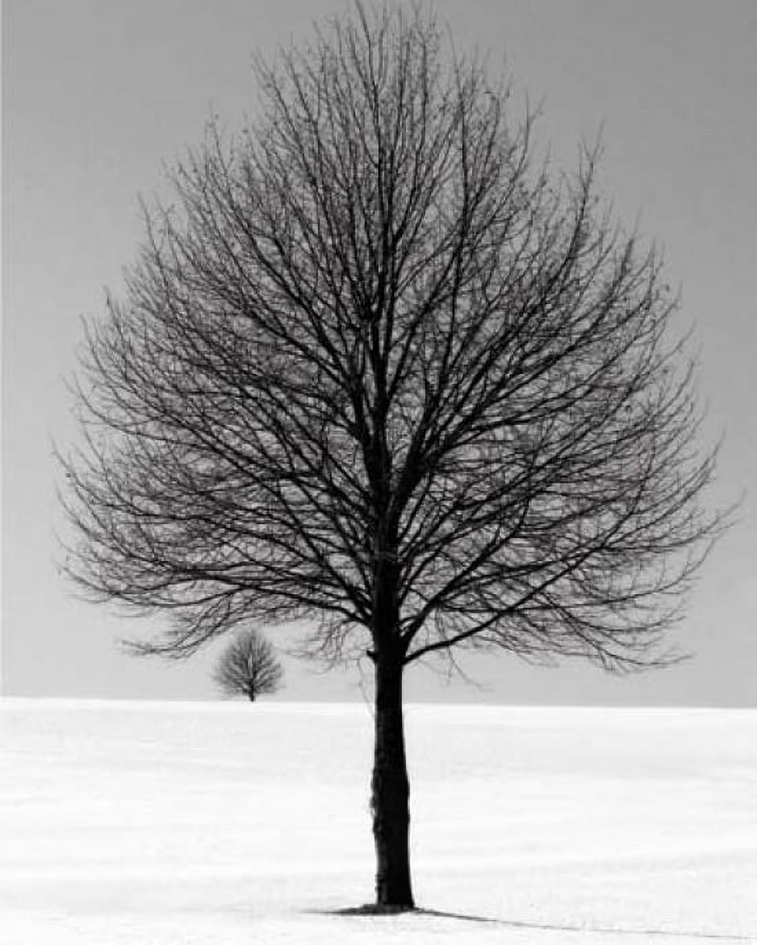 Winter Tree Laminated Poster (16 x 20) - Walmart.com