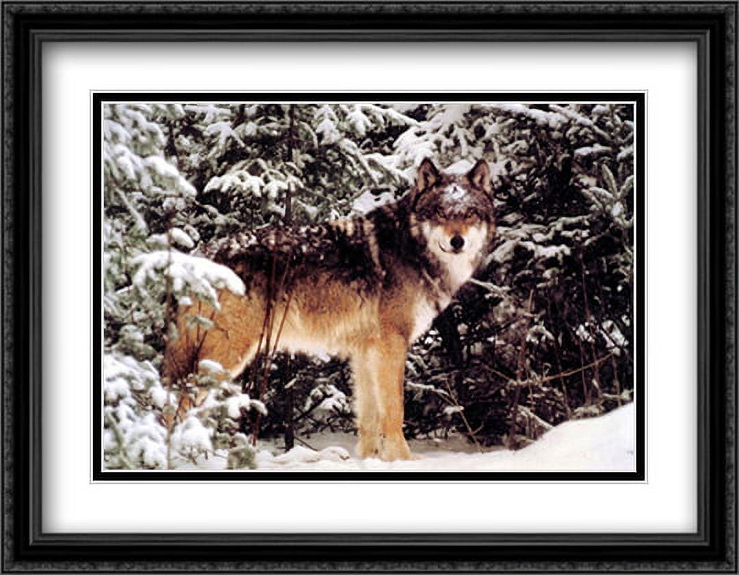 Winter Wolf 2x Matted 28x22 Large Black Ornate Framed Art Print by Jim ...
