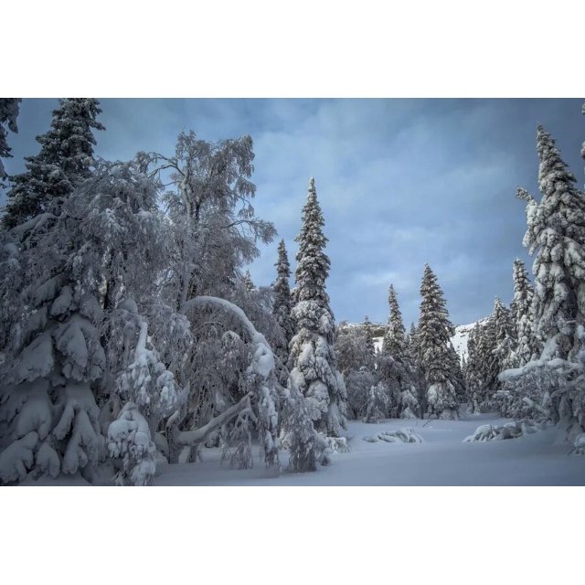 Winter Wonderland Snow Forest Mountain Natural Landscape Backdrop Kid ...