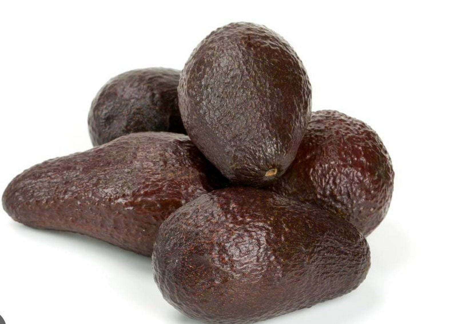 Winter mexican Avocado Tree Live Avocado Tree GRAFTED 2-4 ft. We ship ...