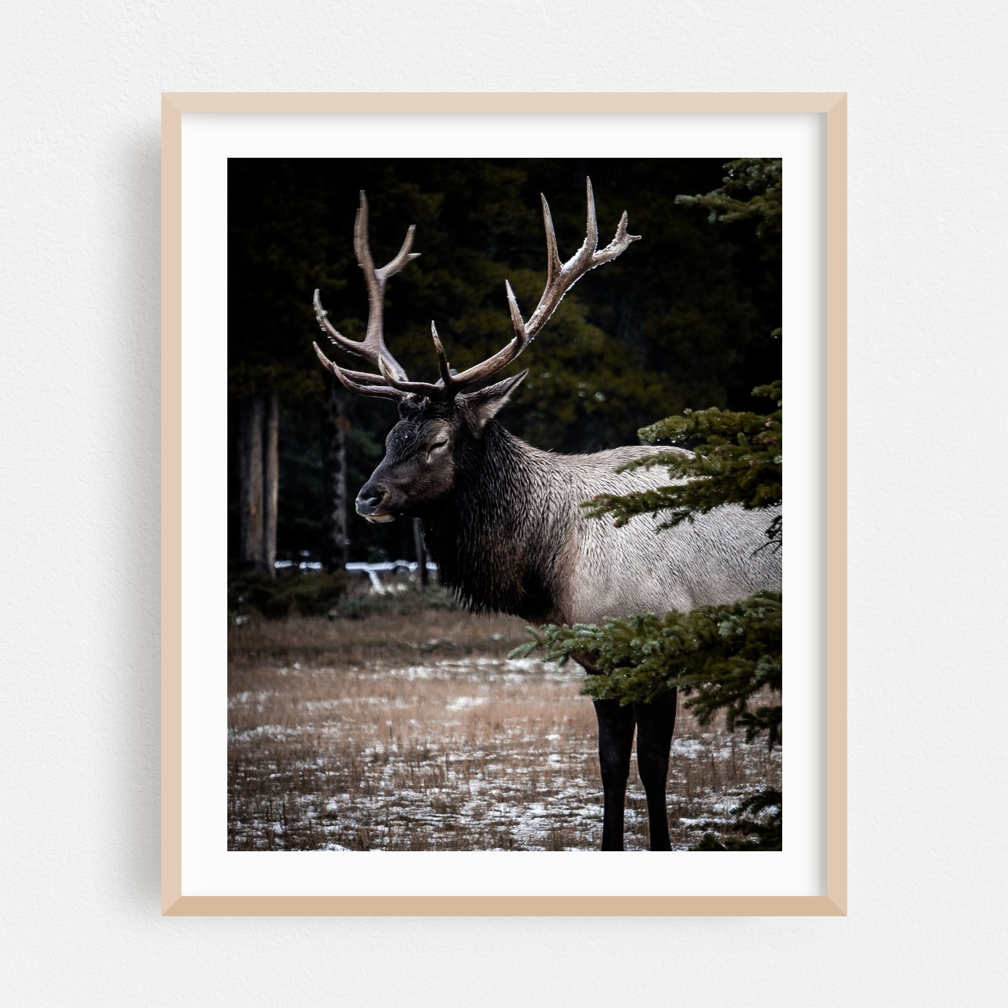 Winter's King - Banff Alberta Canada Photography Nature Wildlife Forest ...