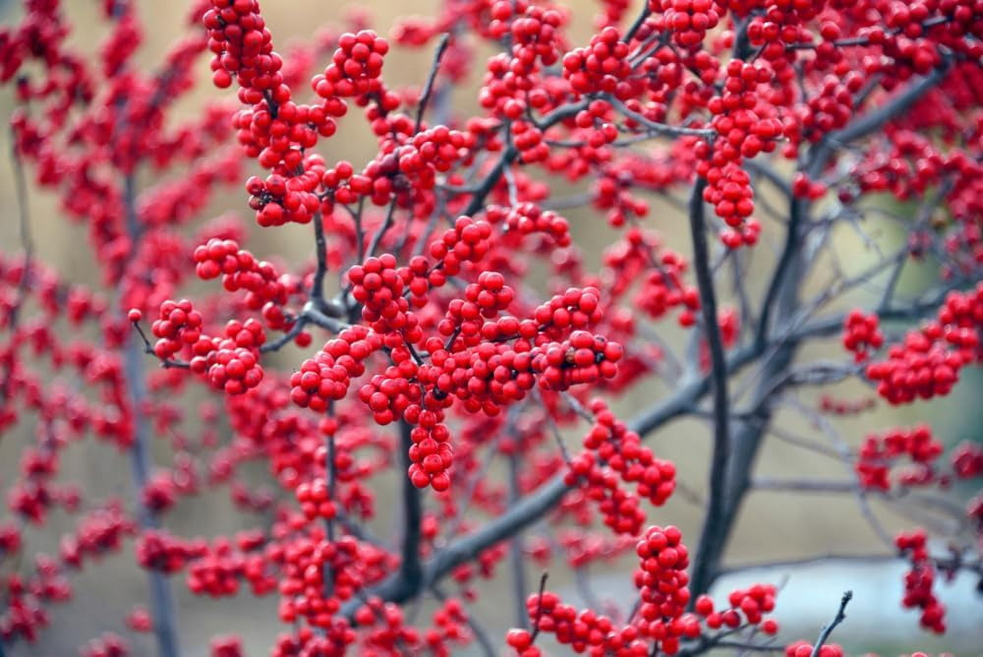 Winterberry Bush Seedlings for Planting - Stunning Red Berries (1 ...