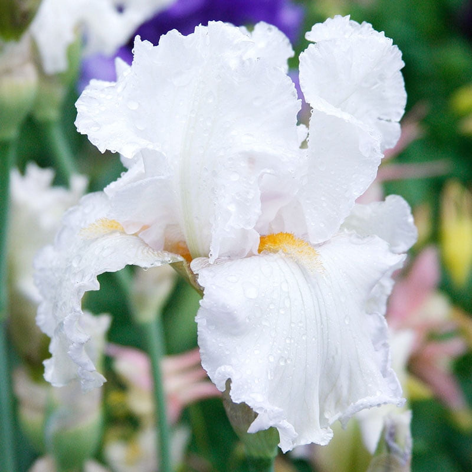 Winterfest Bearded Iris: Live, Outside Perennial, Summer Fragrant ...