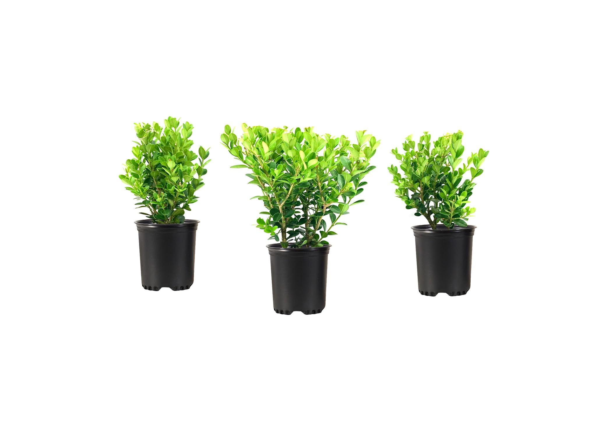 Customer reviews for Wintergreen Boxwood 1 Live Quart Size Plant Dense ...