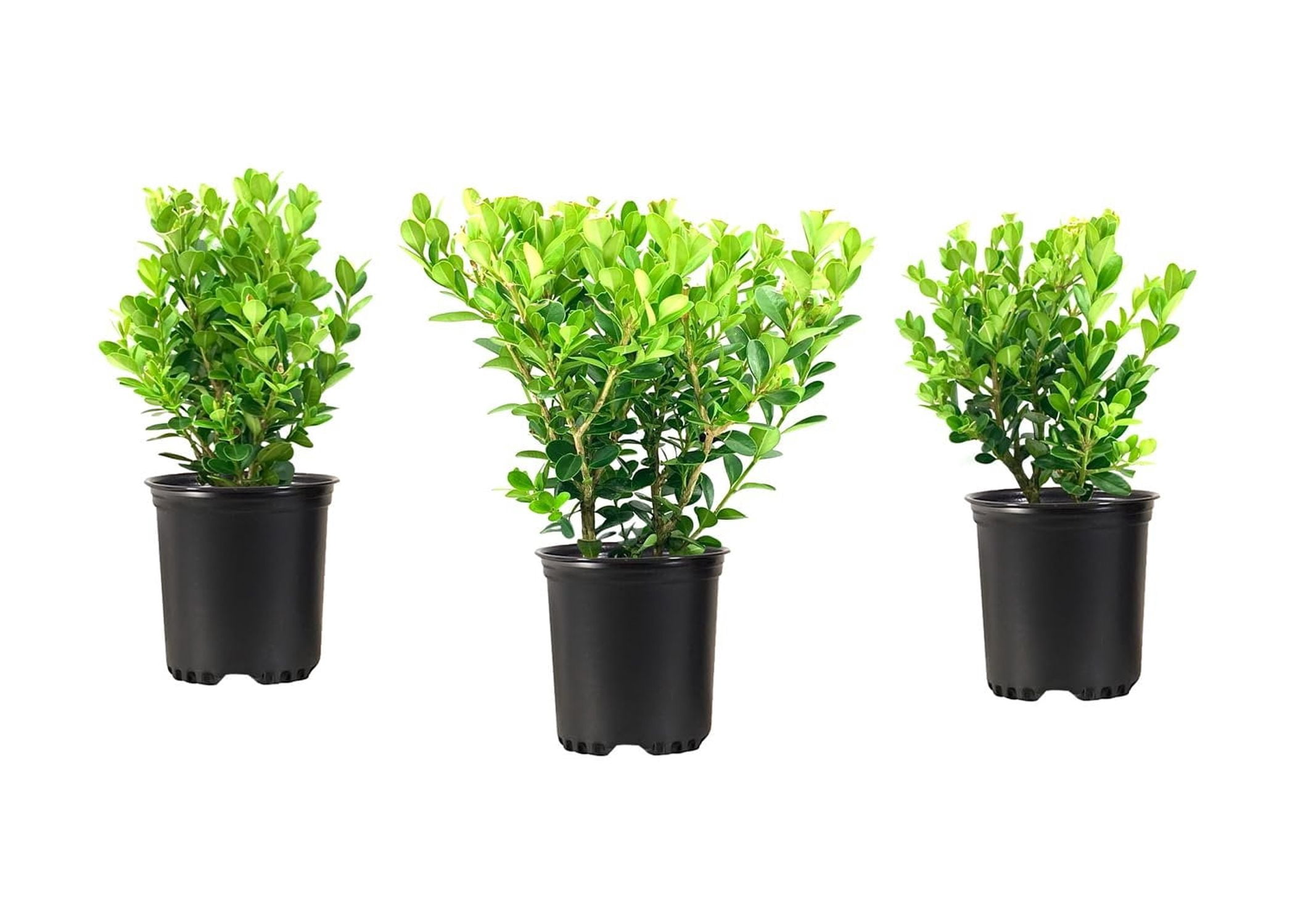 Wintergreen Boxwood 10 Live Quart Size Plants Dense Evergreen Foliage ...
