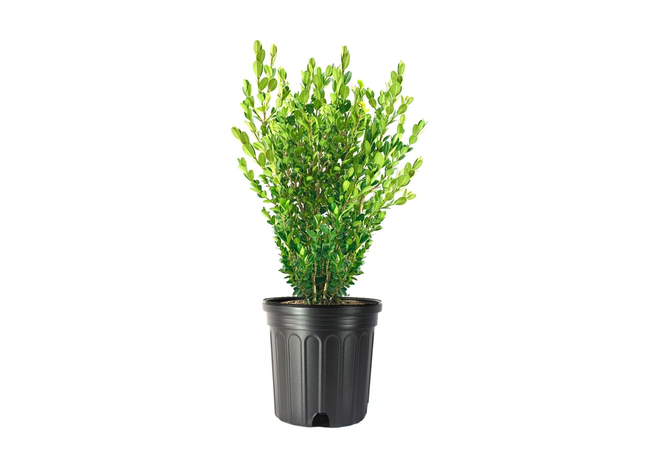 Wintergreen Boxwood 2 Extra Large 3 Gallon Plants Dense, Evergreen ...